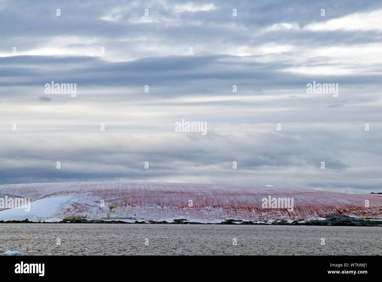 Red algae in ice on shore. Antarctic Peninsula. February 2008. Taken on ...