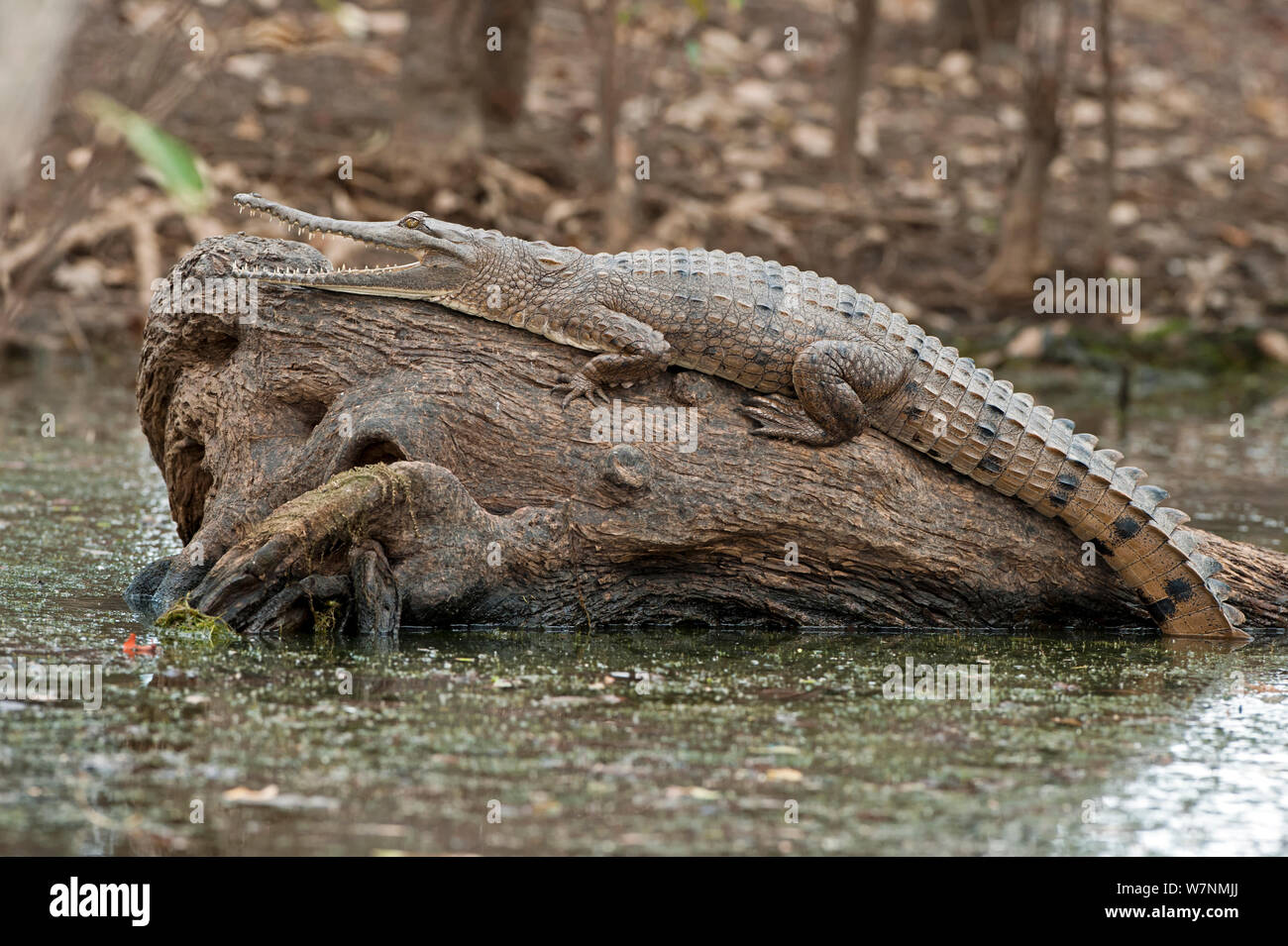 Mary river wetlands crocodiles hi-res stock photography and images - Alamy