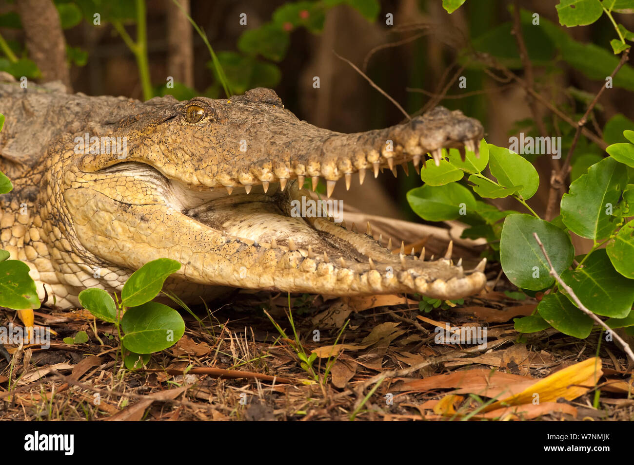 Australian freshwater crocodile hi-res stock photography and images - Alamy