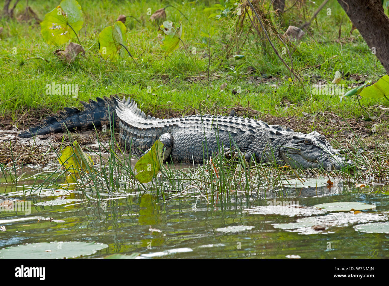 Saltwater crocodile (Crocodylus porosus) warming body temperature in ...