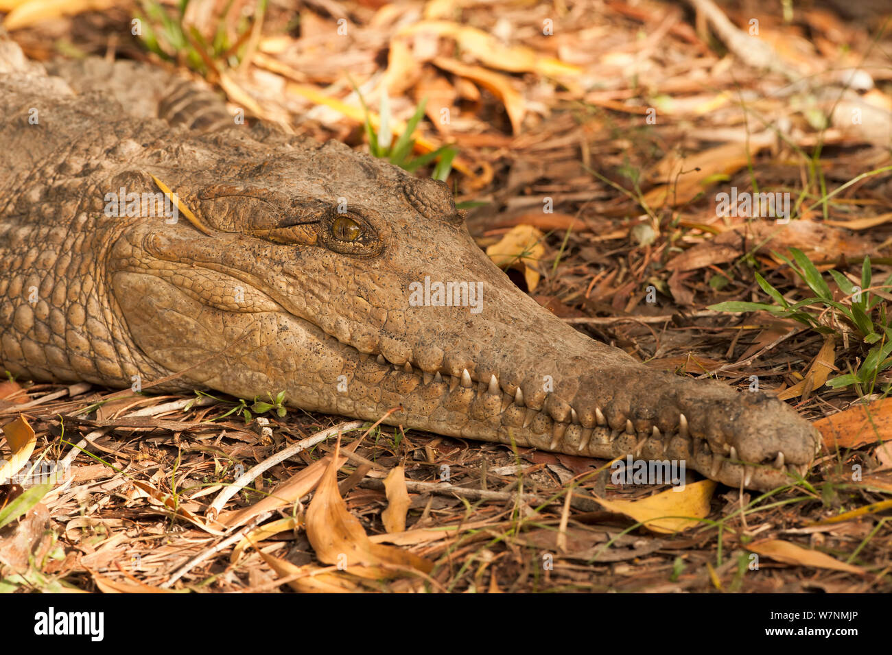 Freshwater crocodiles hi-res stock photography and images - Alamy