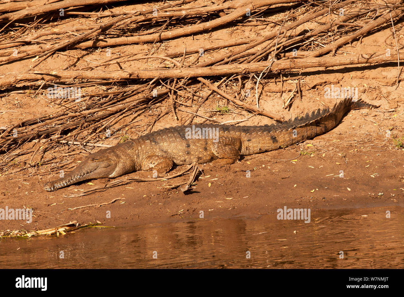 Australian Freshwater crocodile (Crocodylus johnstoni) rests and warms ...