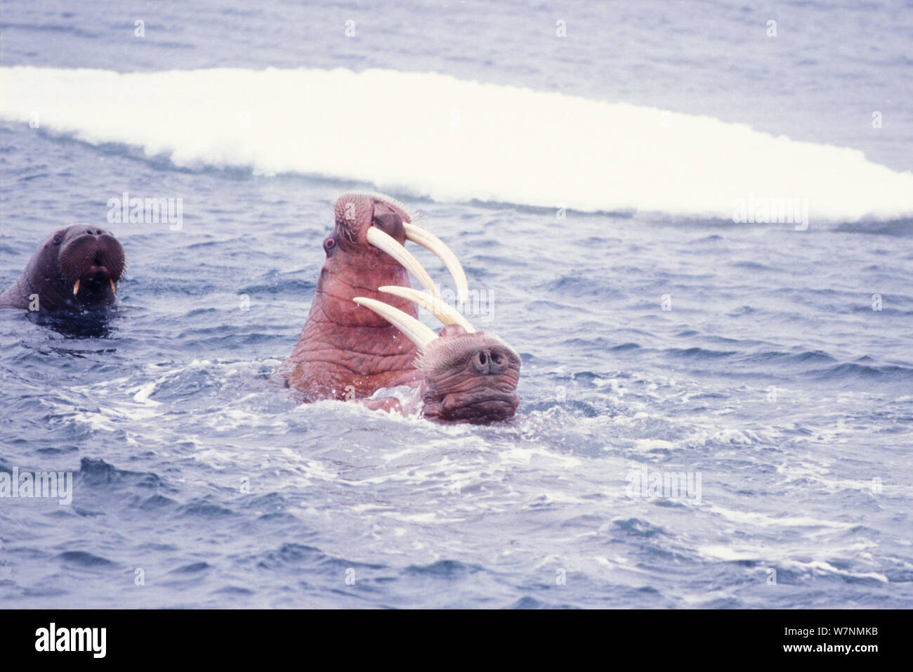 Bering sea walrus hi-res stock photography and images - Alamy