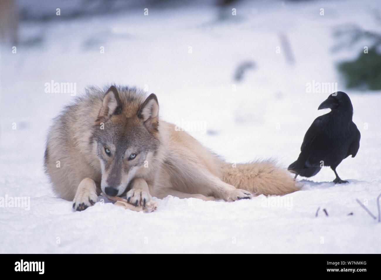Grey wolf (Canis lupus) eats a bone as a Common raven (Corvus corax ...