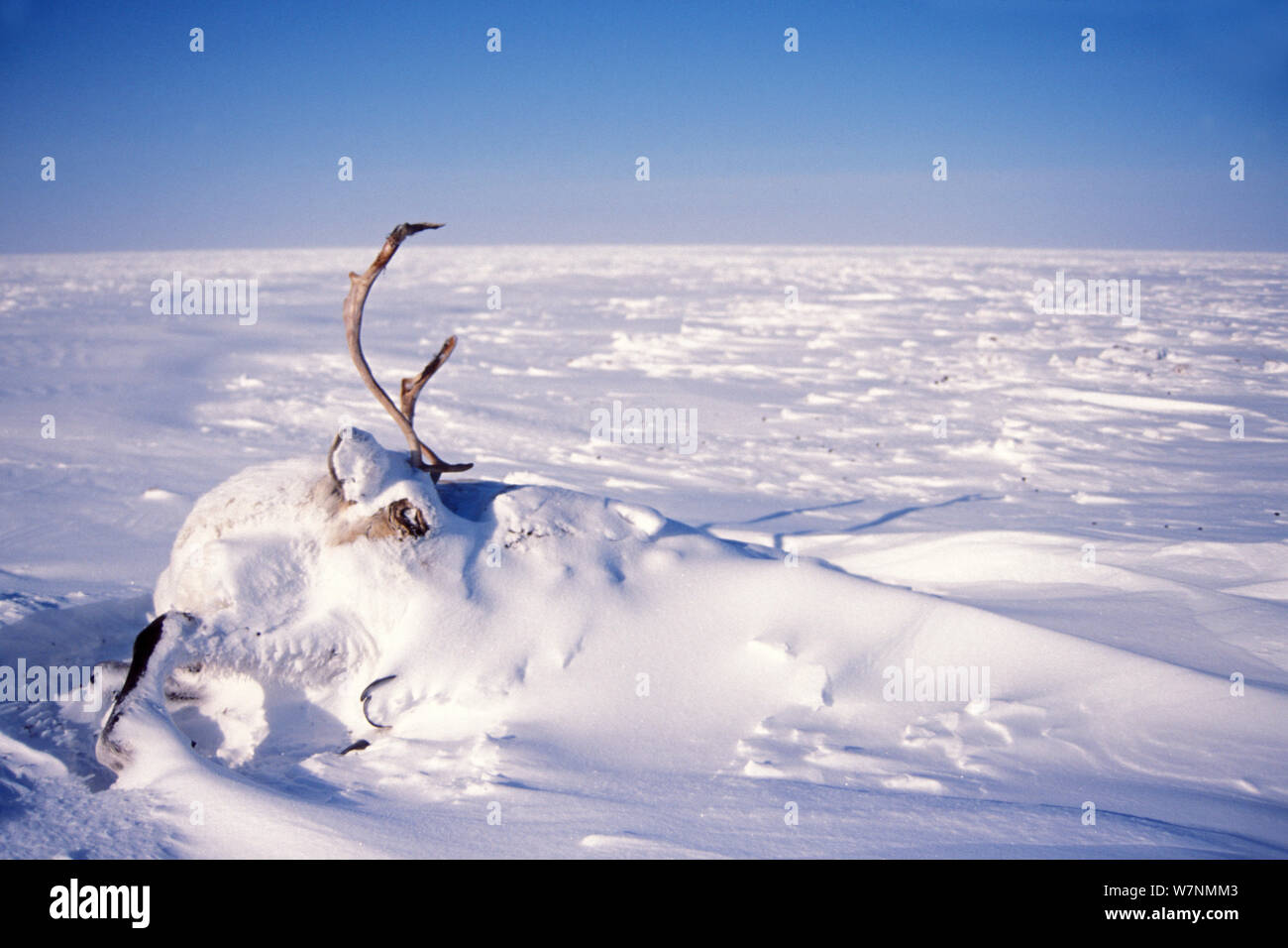 Reindeer (Rangifer tarandus) adult carcass frozen in the snow at -40 ...