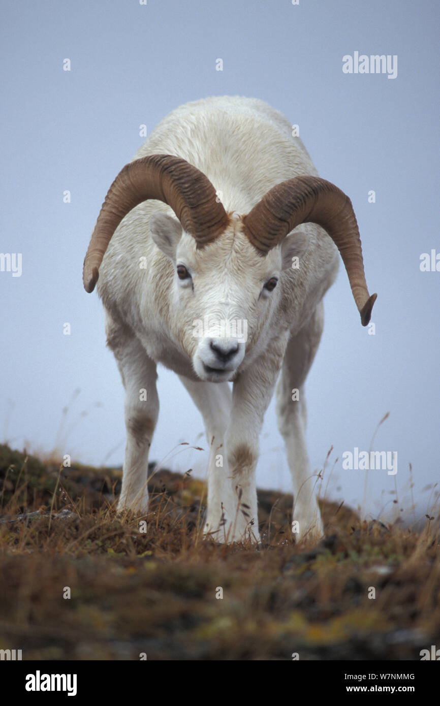 Dall sheep (Ovis dalli) ram on Mount Margaret , Primrose Ridge, Denali ...