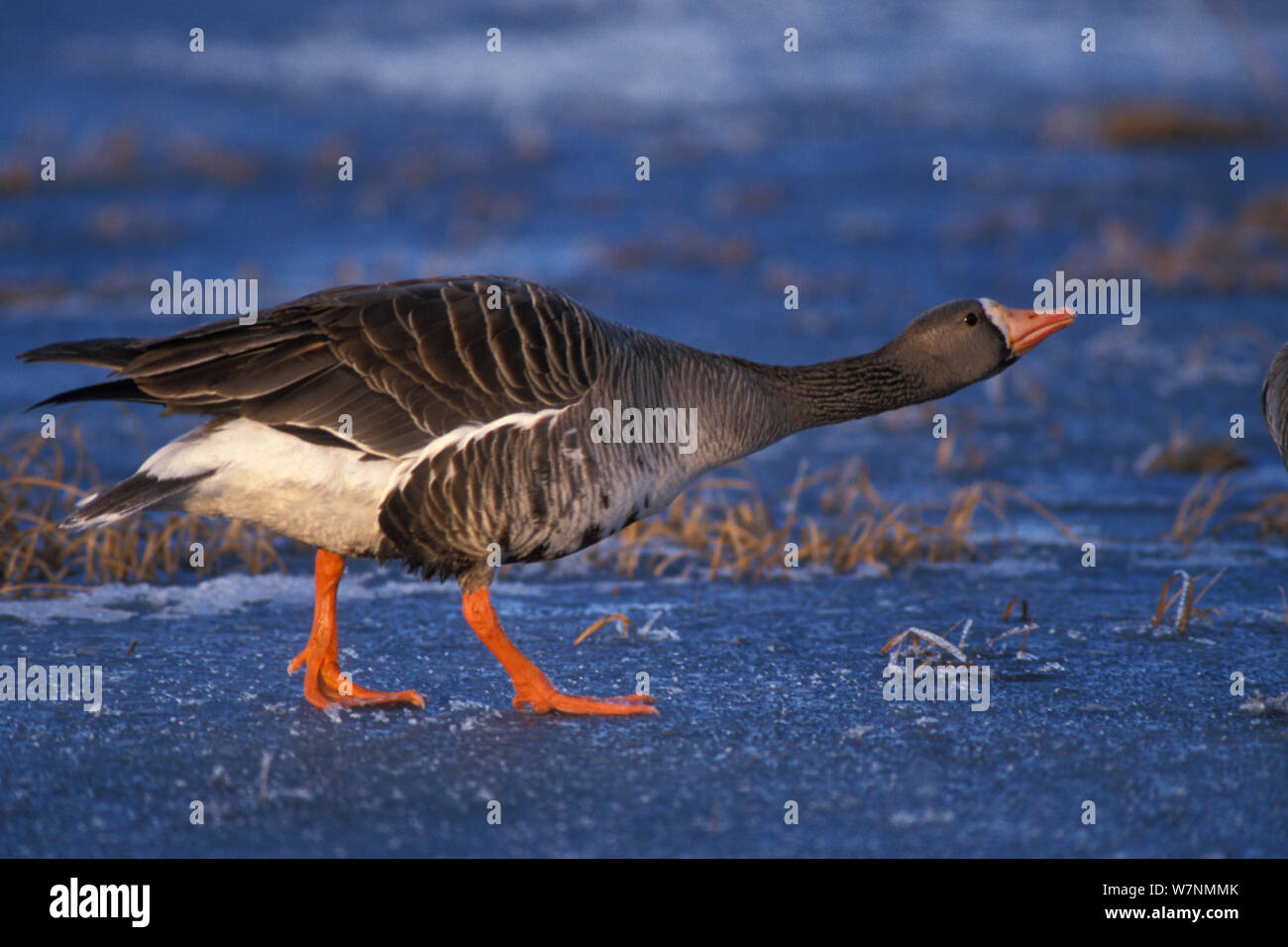 White fronted goose (Anser albifrons) adult walking over a frozen ...