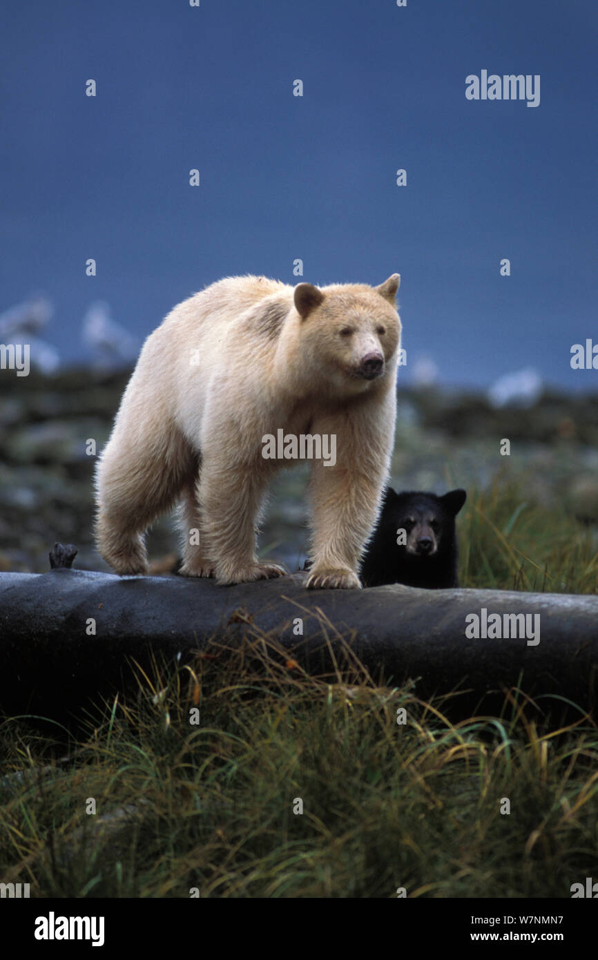 Bears on a log hi-res stock photography and images - Alamy