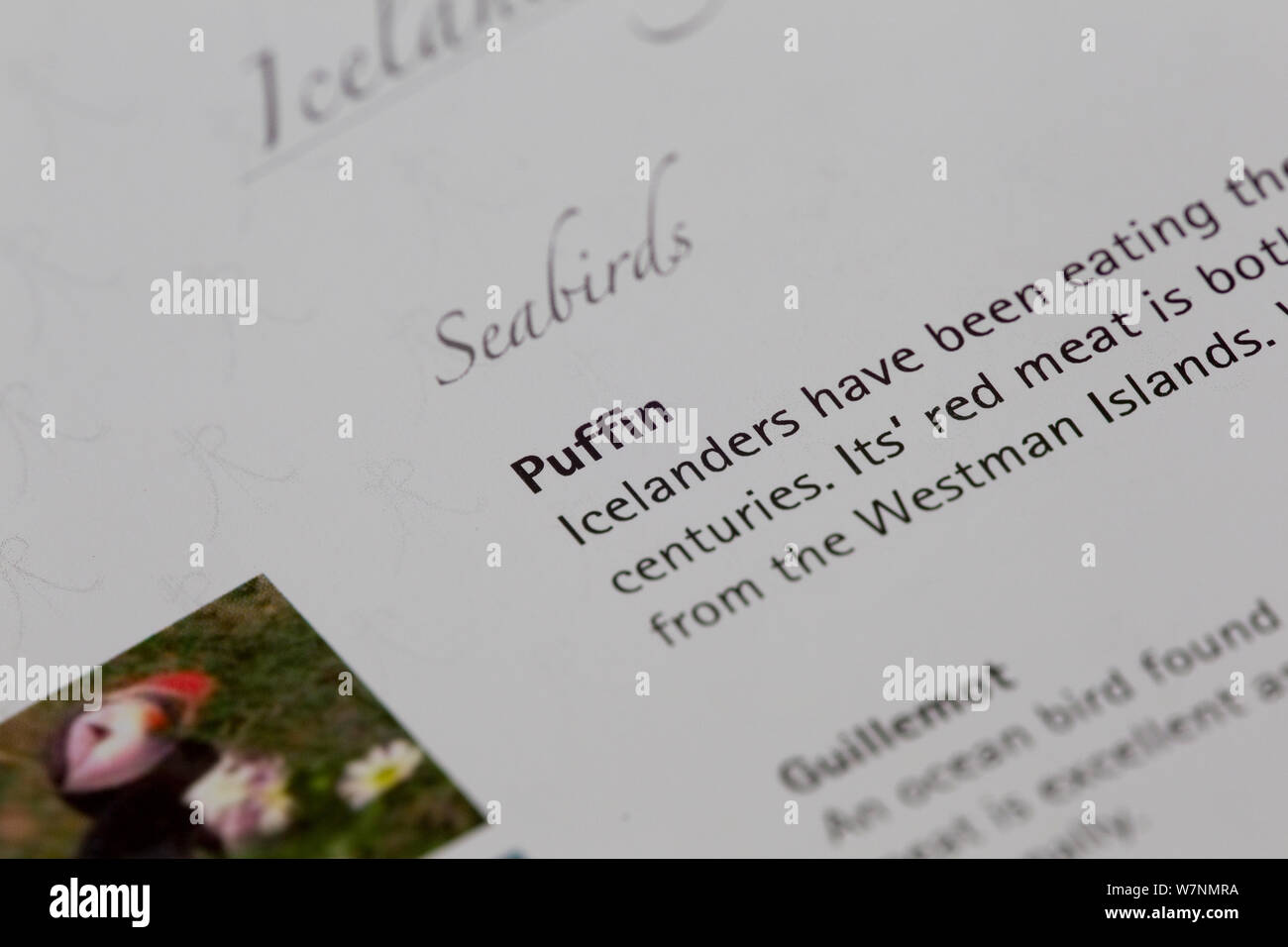 Menu in Icelandic restaurant featuring seabirds such as Puffin, Iceland ...