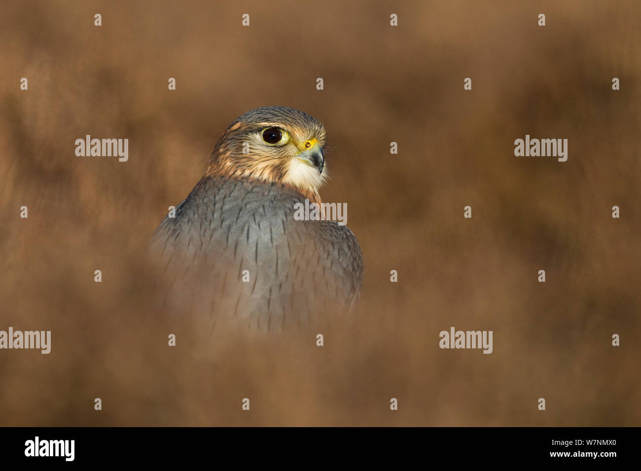 Falco columbarius moorland uk hi-res stock photography and images - Alamy