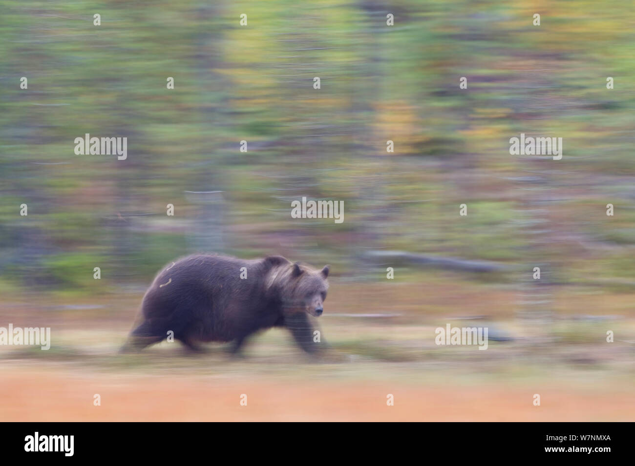 Prowling through forest hi-res stock photography and images - Alamy