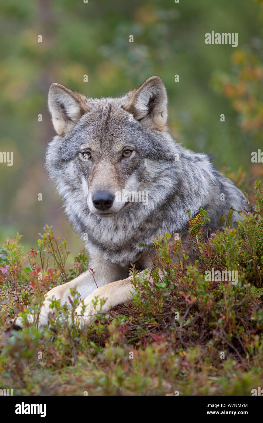 Eurasian wolf hi-res stock photography and images - Alamy