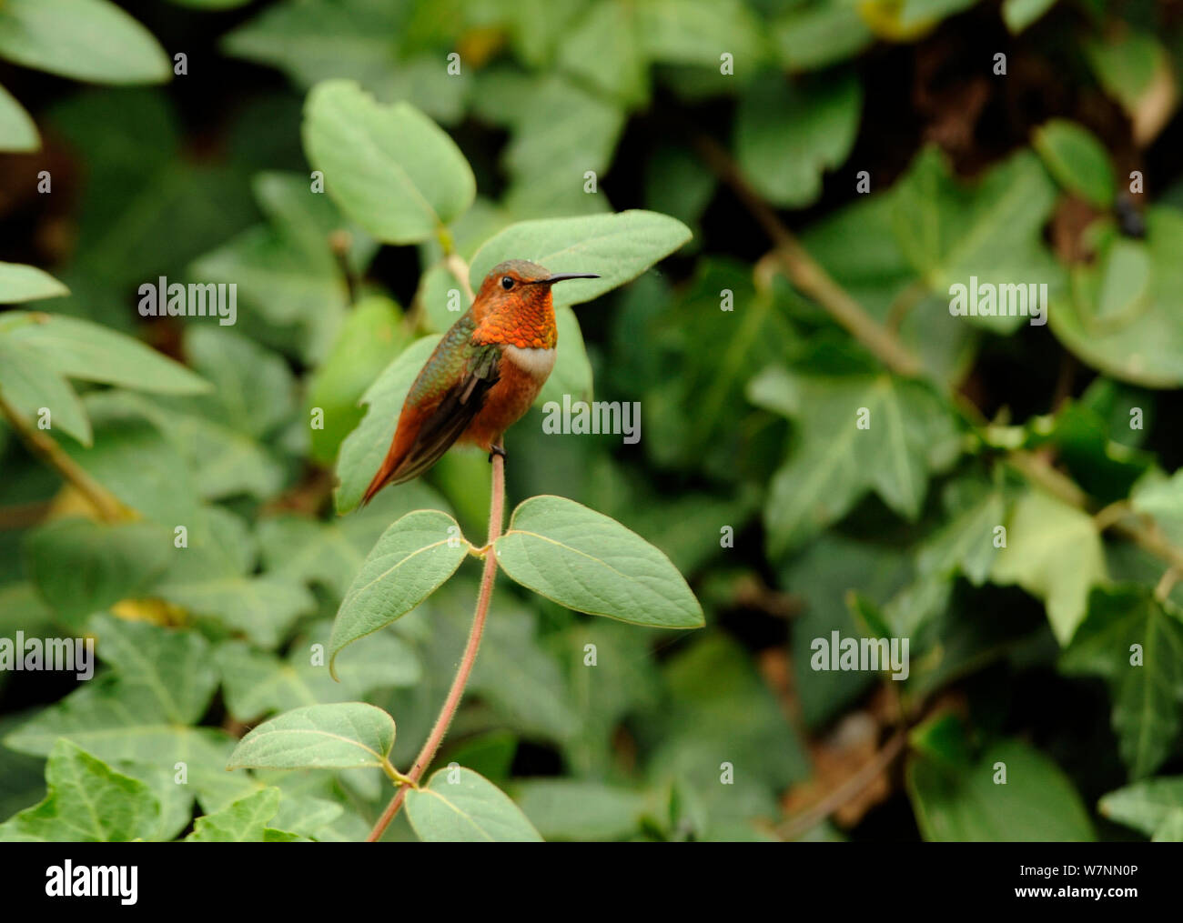 Male Allen's hummingbird (Selasphorus sasin), Los Angeles, California ...