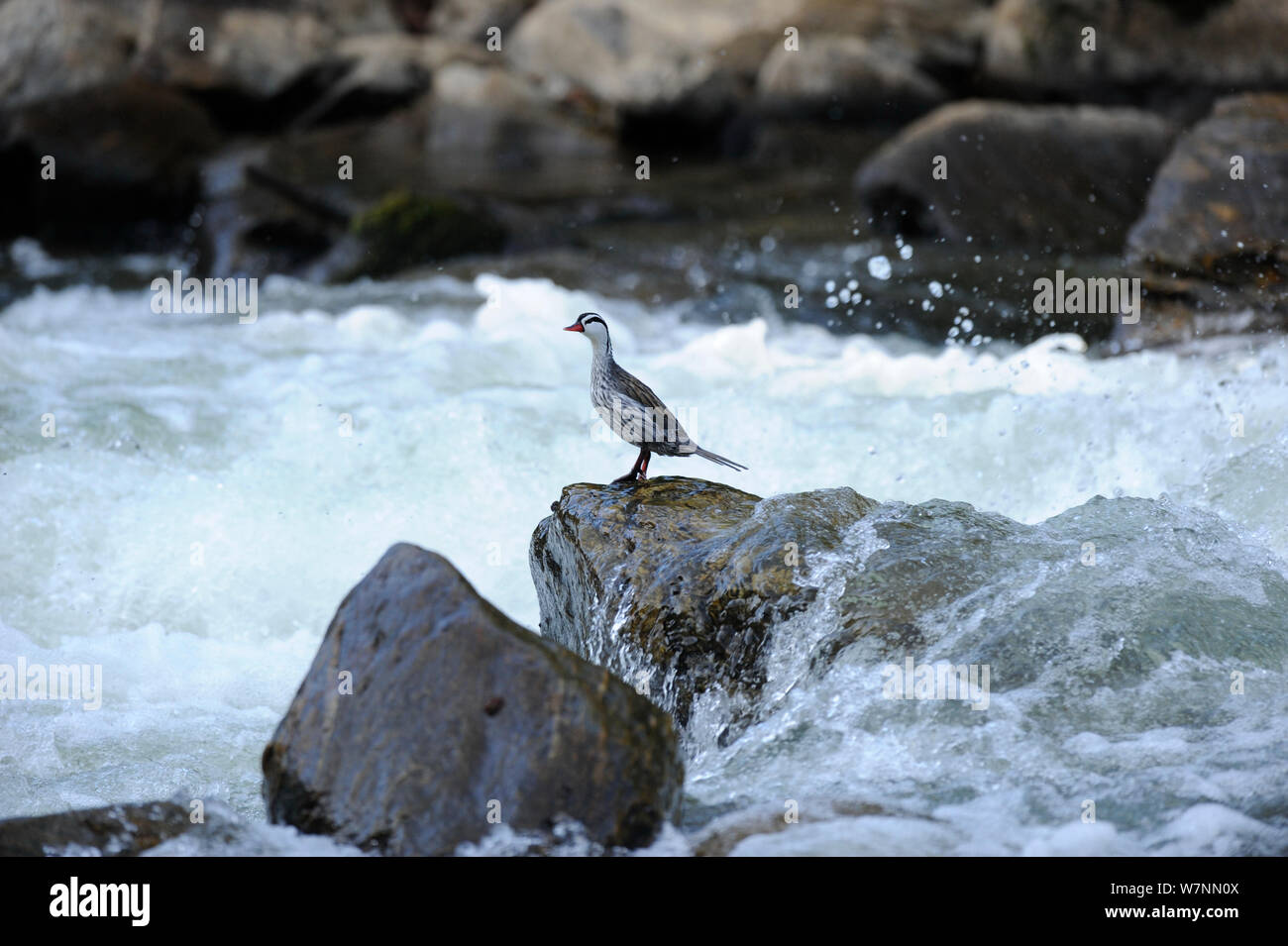 Male Torrent duck (Merganetta armata) Guango River, Ecuador Stock Photo ...