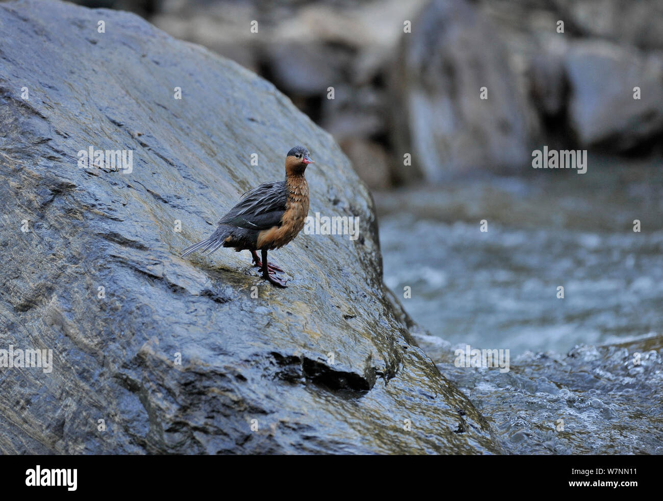 Torrent duck habitat hi-res stock photography and images - Alamy