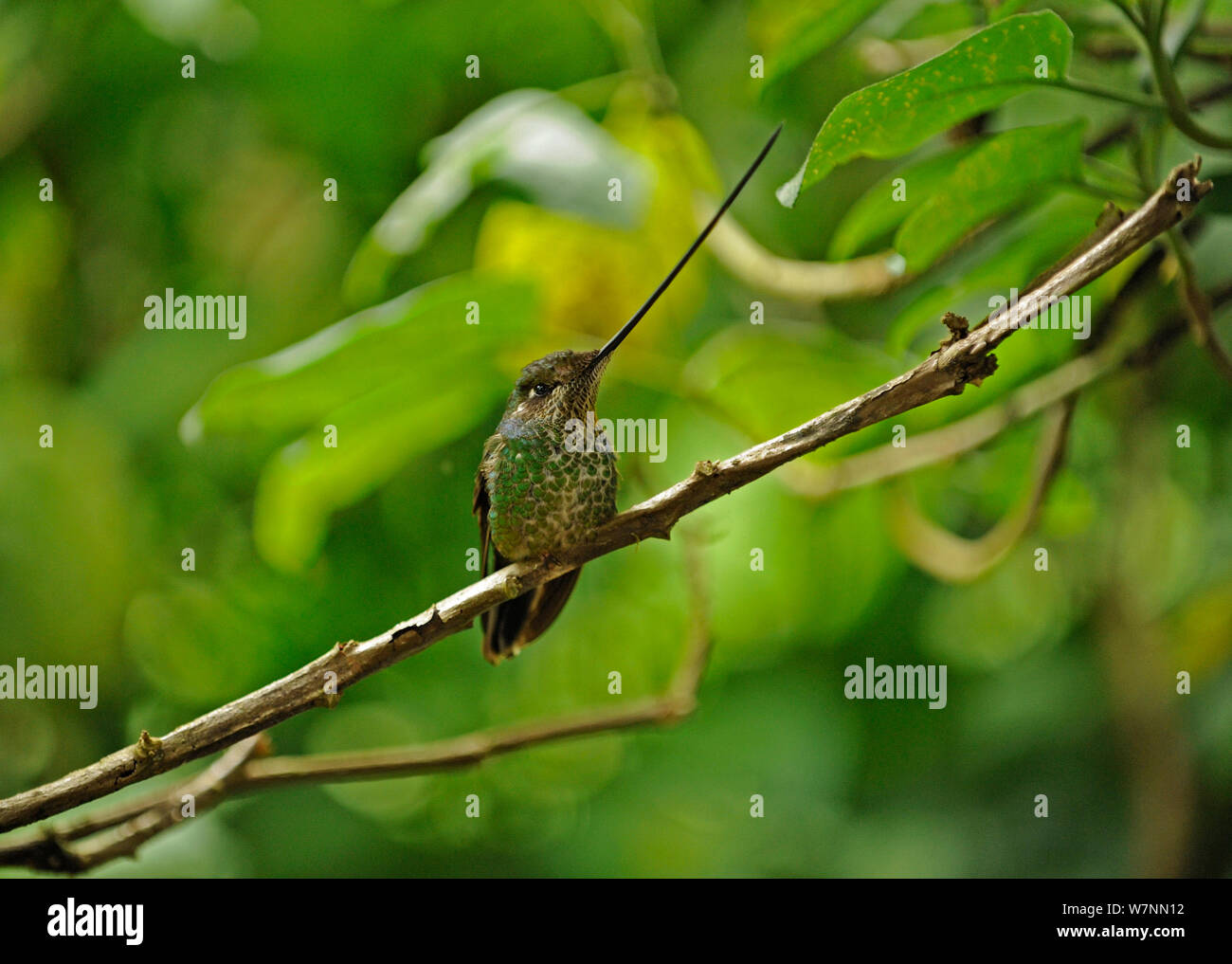 Male Sword billed hummingbird (Ensifera ensifera), Guango, Ecuador ...