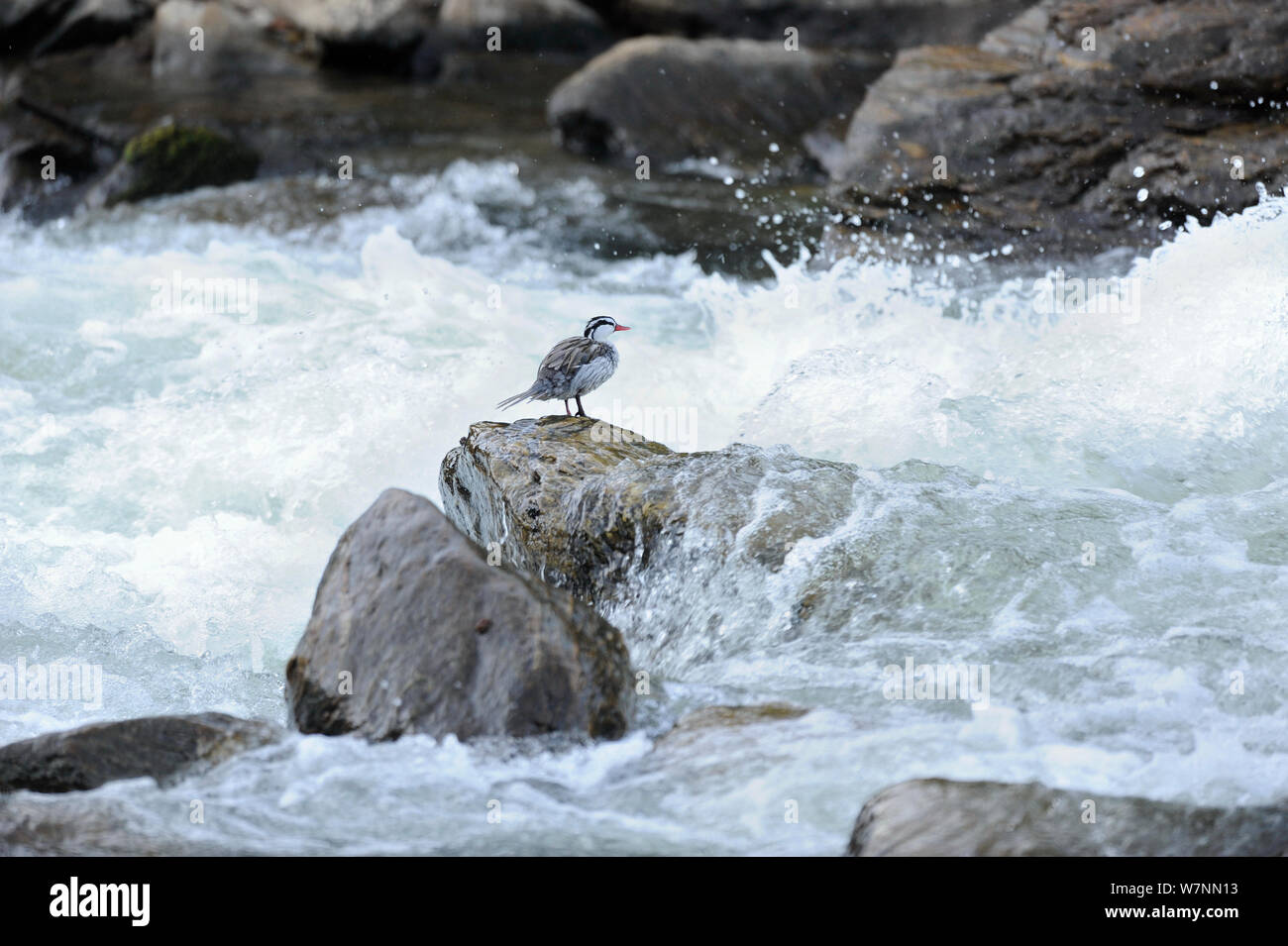 Male Torrent Duck (Merganetta armata) by river, Guango River, Ecuador ...
