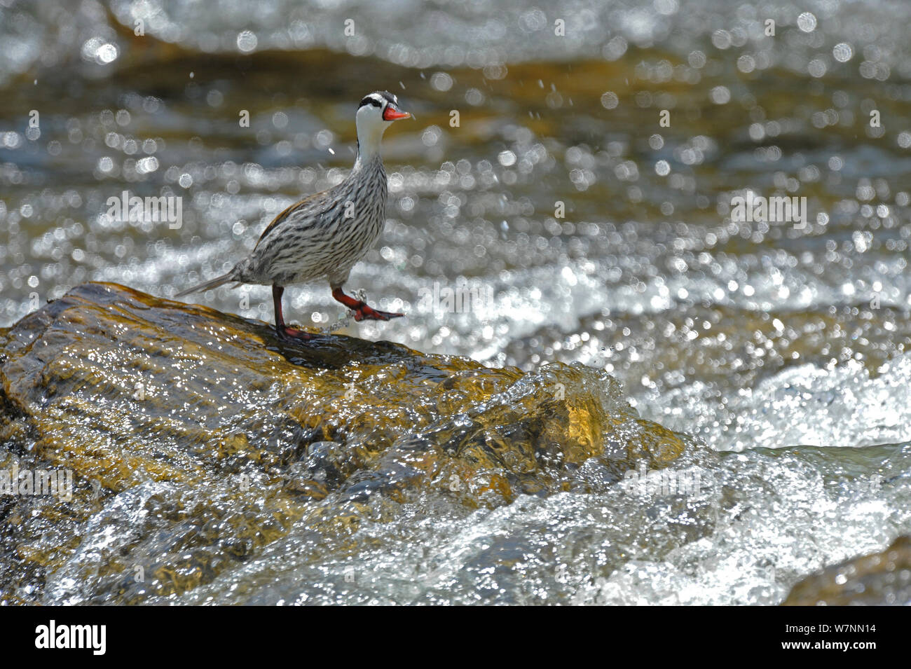 Torrent ducks merganetta armata hi-res stock photography and images - Alamy