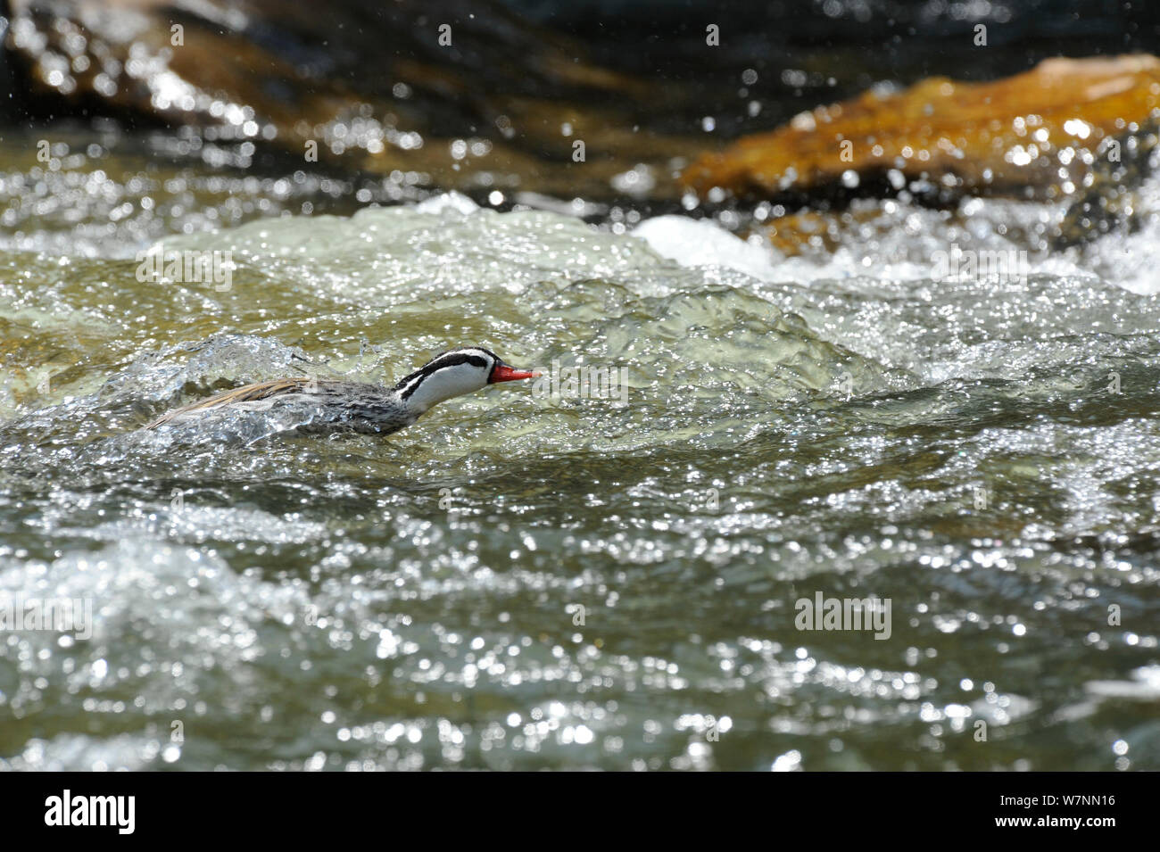 Torrent Duck Merganetta Armata High Resolution Stock Photography and ...