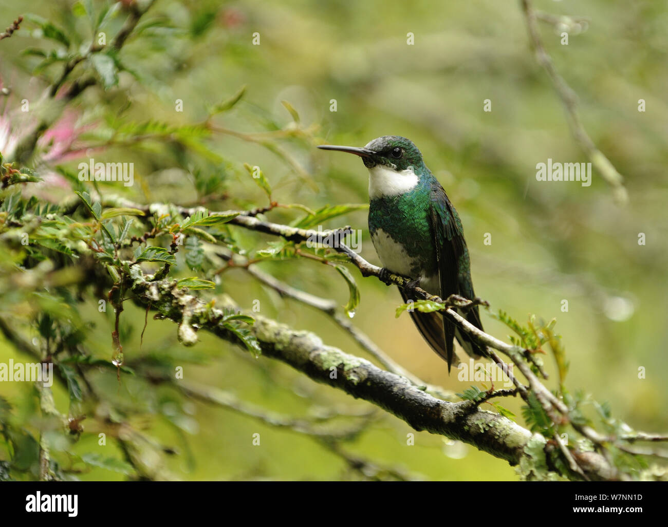 Hummingbird brazil hi-res stock photography and images - Alamy