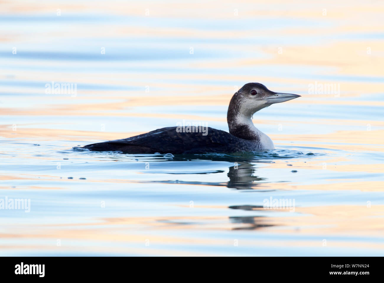 Loons hi-res stock photography and images - Alamy