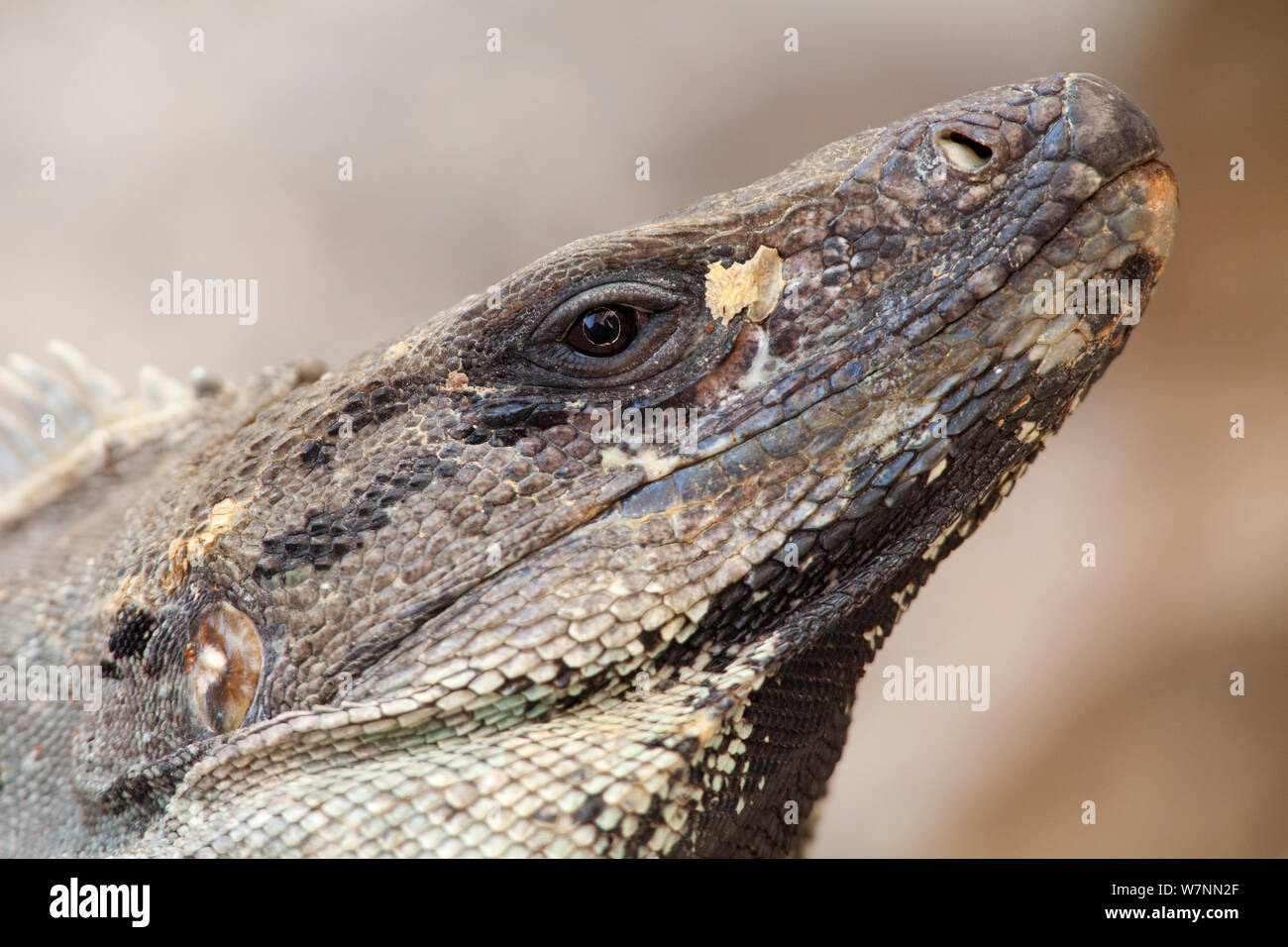Lizards of mexico hi-res stock photography and images - Alamy