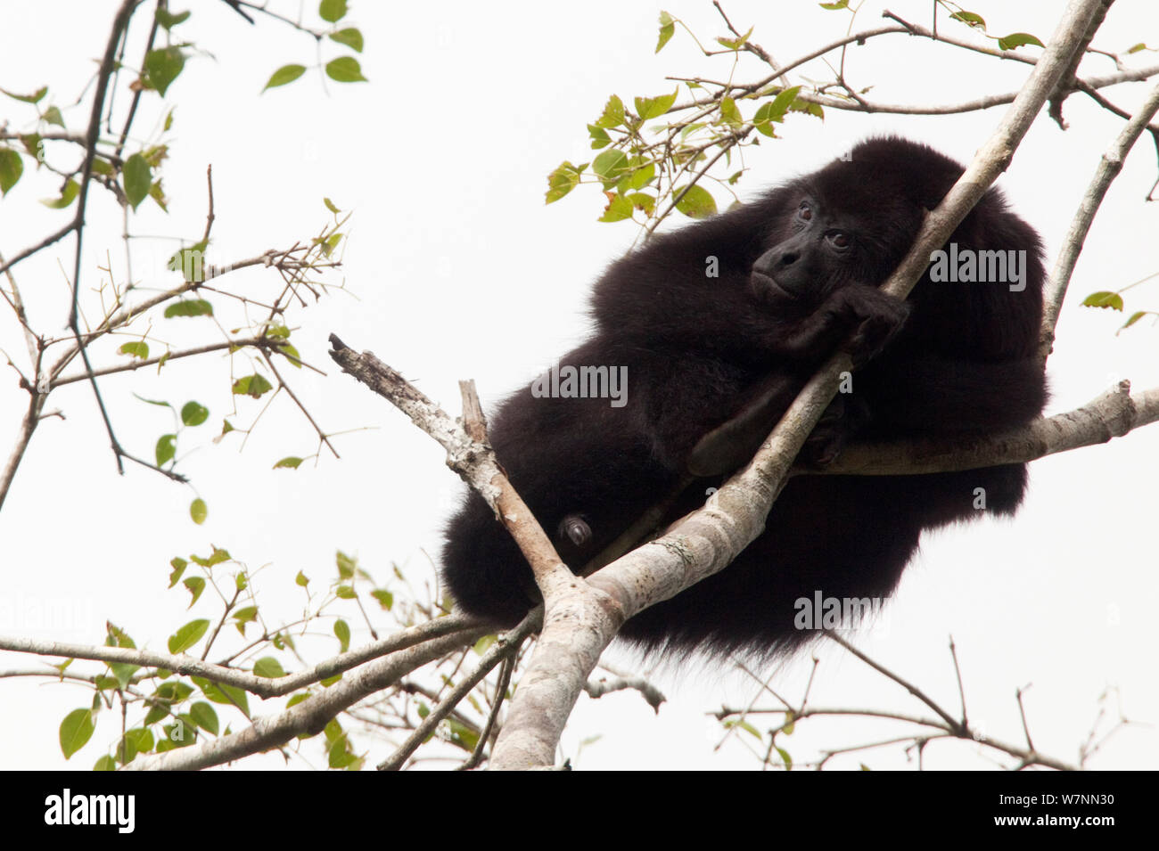 Yucatan Black Howler Monkey (Alouatta pigra) in tree, Calakmul ...