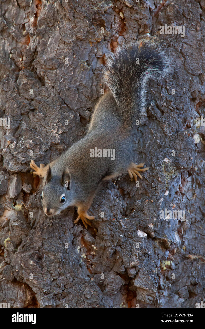 Mearns's Squirrel (Tamiasciurus mearnsi) San Pedro Martir National Park ...