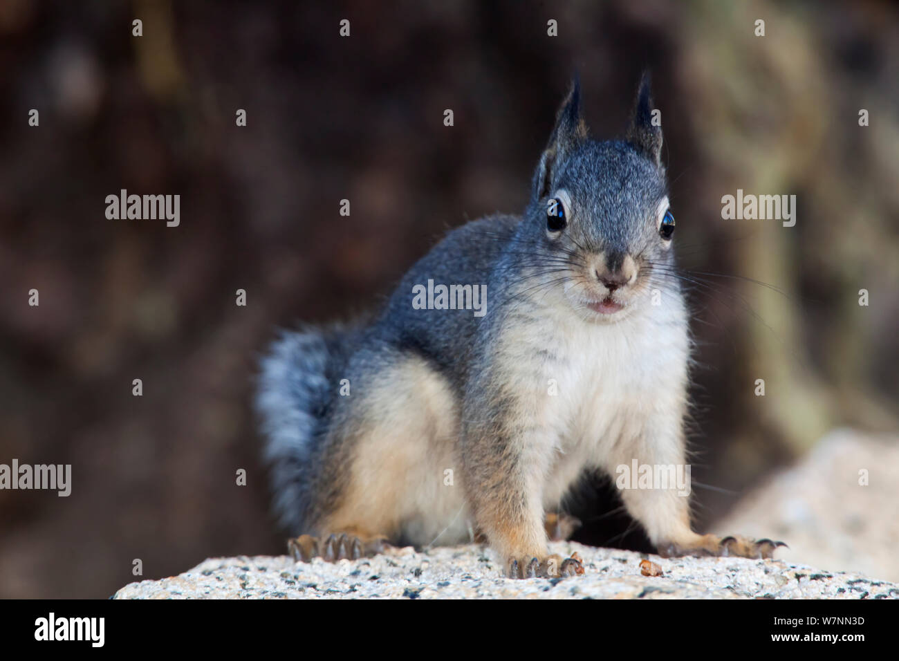 Mearns's Squirrel (Tamiasciurus mearnsi), IUCN redlist Endangered, San ...