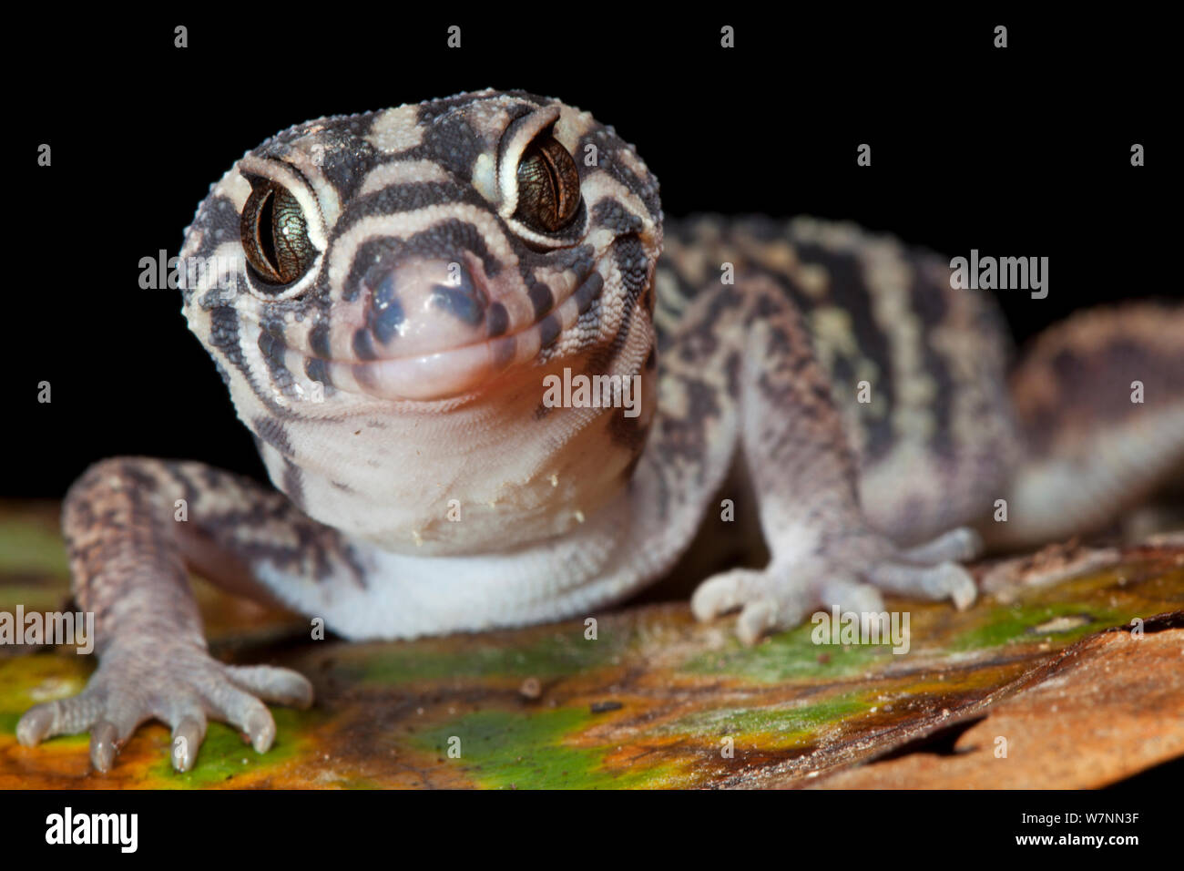 Yucatan banded gecko (Coleonyx elegans), El Mirador- Rio Azul National ...