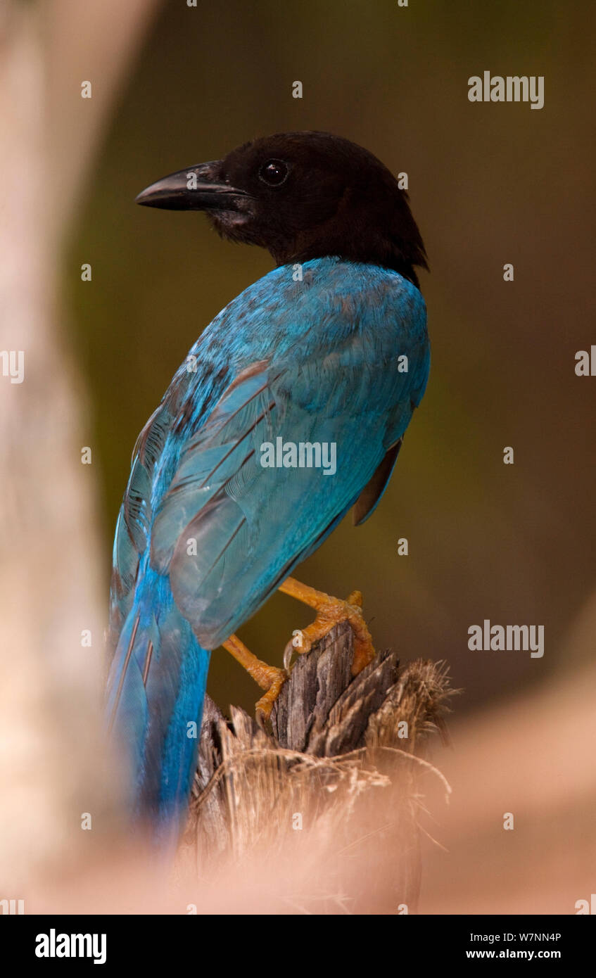 Yucatan Jay (Cyanocorax yucatanicus), Xcacel, Yucatan Peninsula, Mexico ...