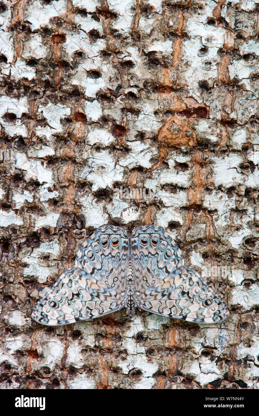 Hamadryas hamadryas februa hi-res stock photography and images - Alamy