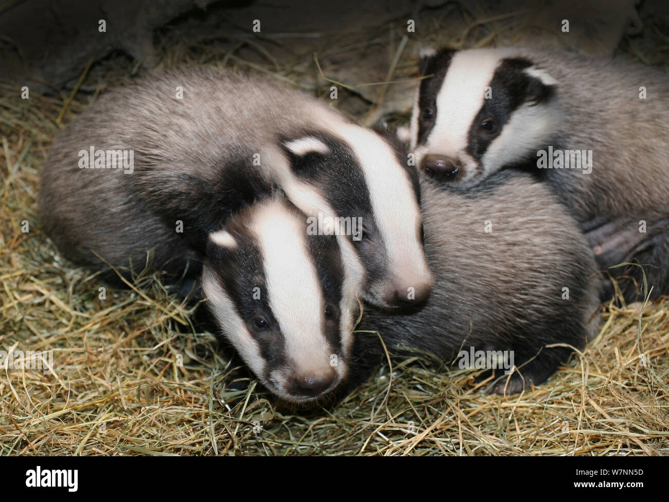 Young badger cubs hi-res stock photography and images - Alamy