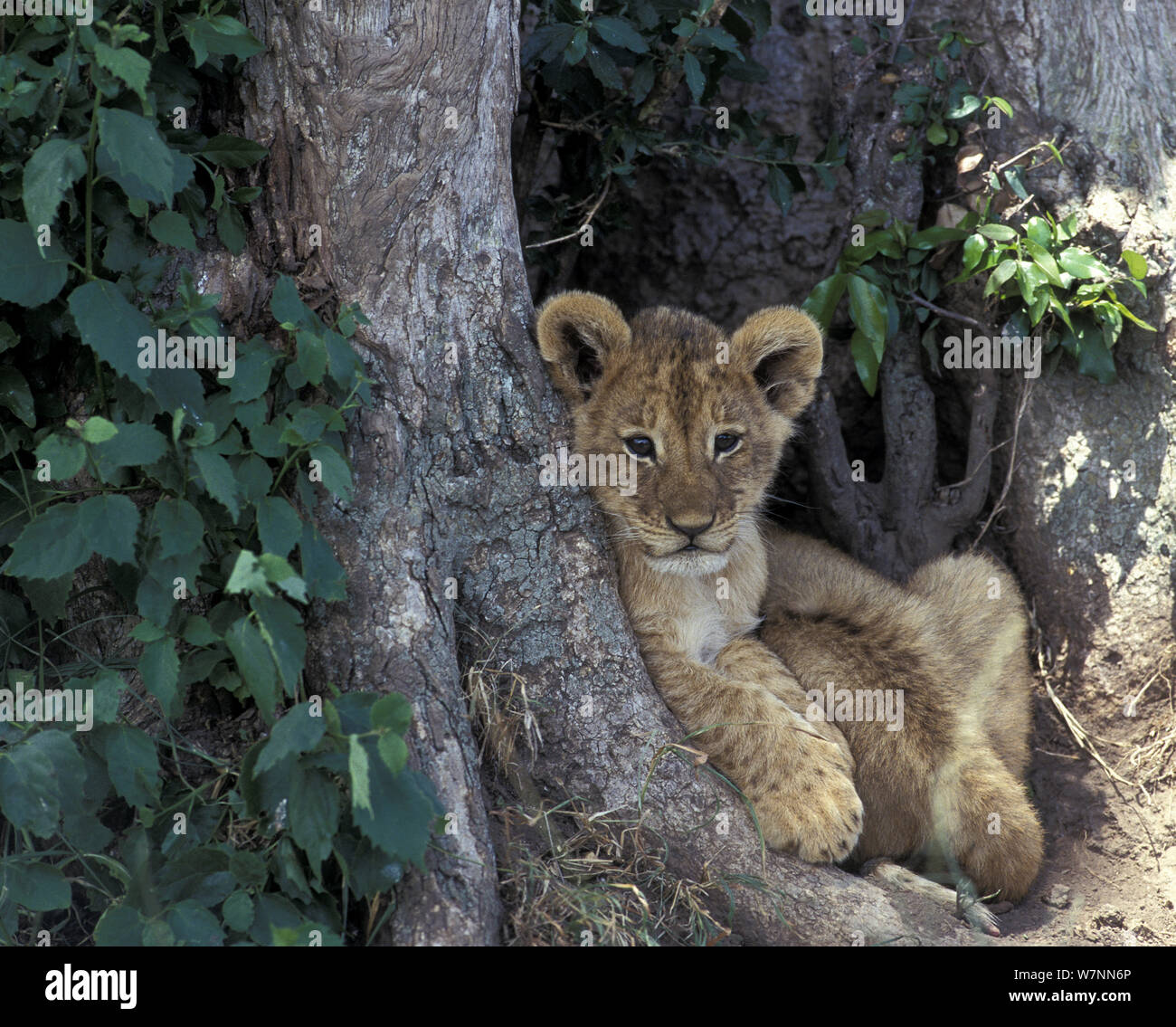 Lion cub (Panthera leo) hiding by tree, Masaai Mara, Kenya, Africa ...