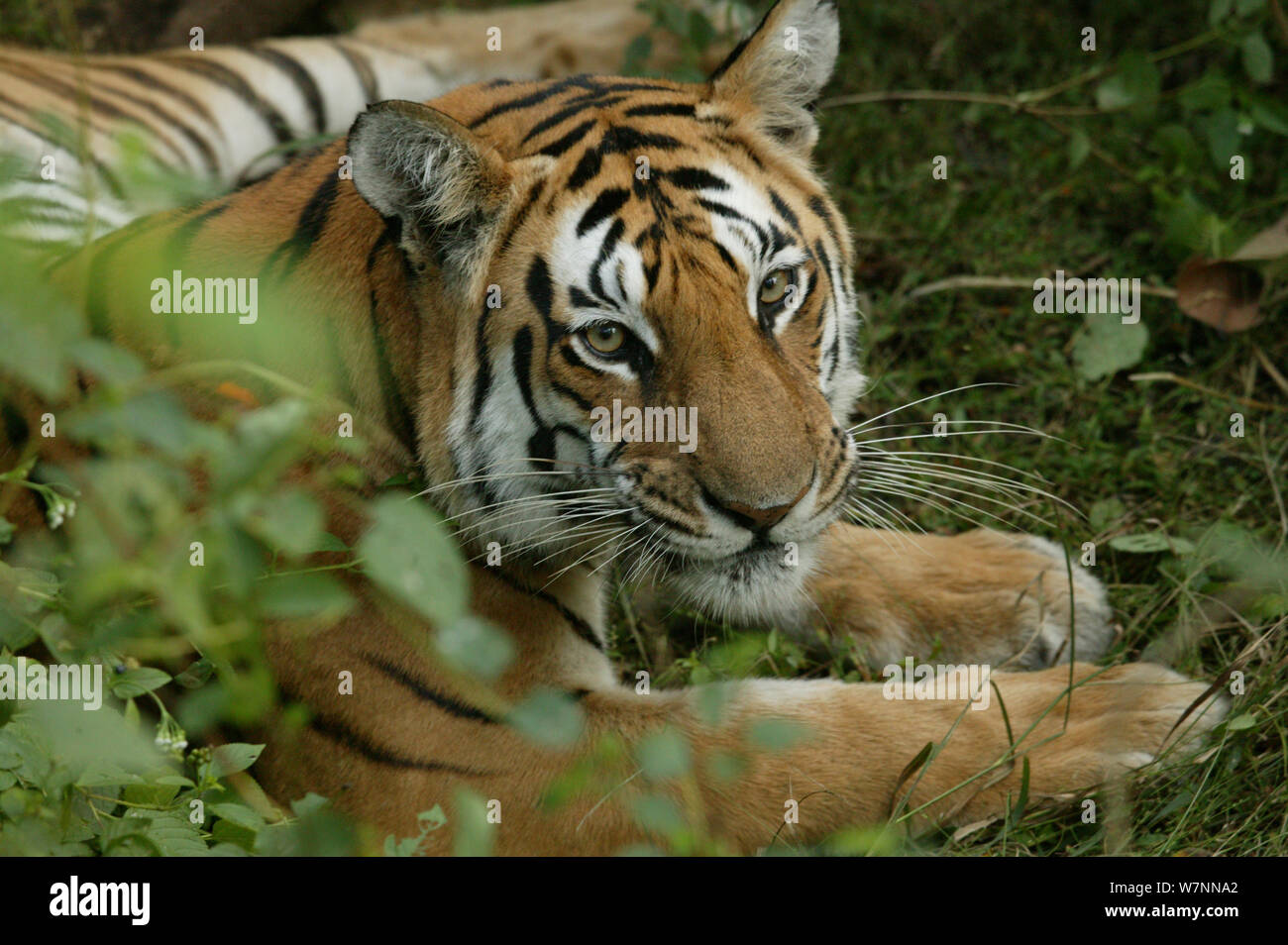 Bengal Tiger (Panthera tigris tigris) Pench National Park, Madhya Pradesh, India, taken on ...