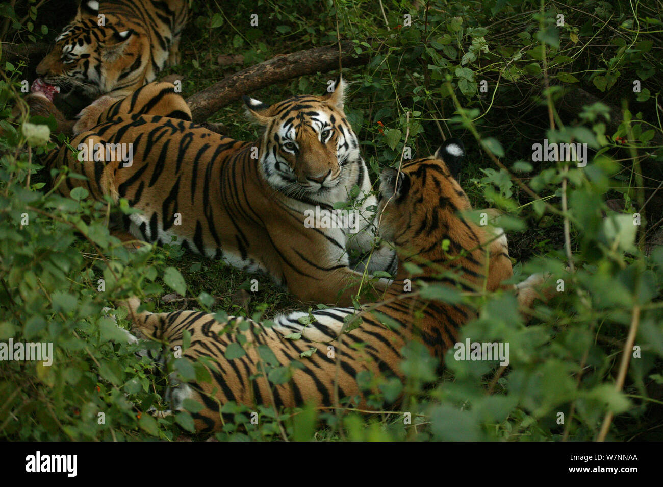 Bengal Tiger (Panthera tigris tigris) family resting, Pench National Park, Madhya Pradesh, India ...
