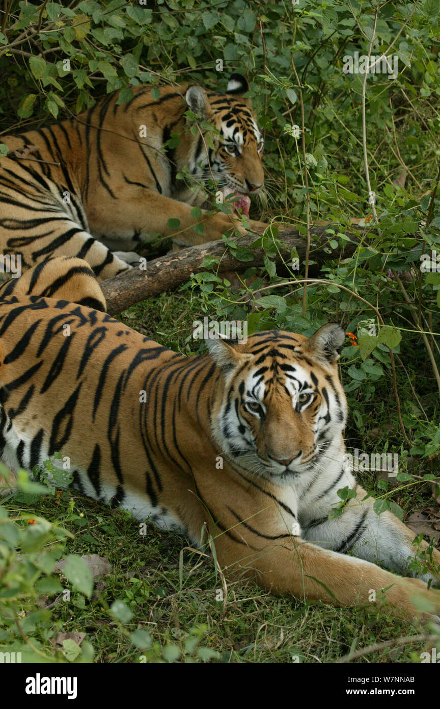 Bengal Tiger (Panthera tigris tigris) family resting, resting, Pench National Park, Madhya ...