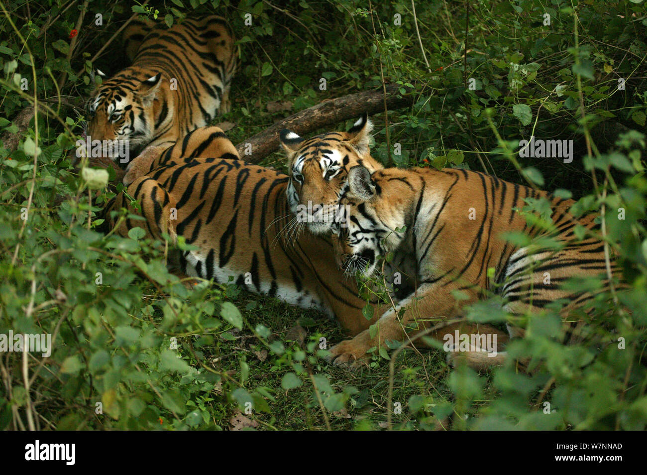Pench national park tiger hi-res stock photography and images - Alamy