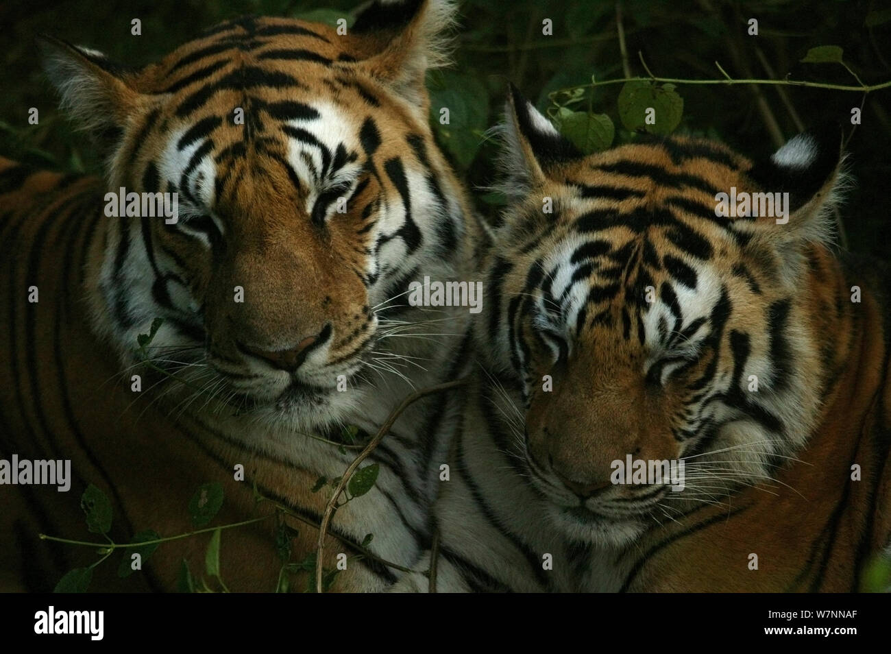 Tiger Panthera Tigris In Pench National Park High Resolution Stock ...