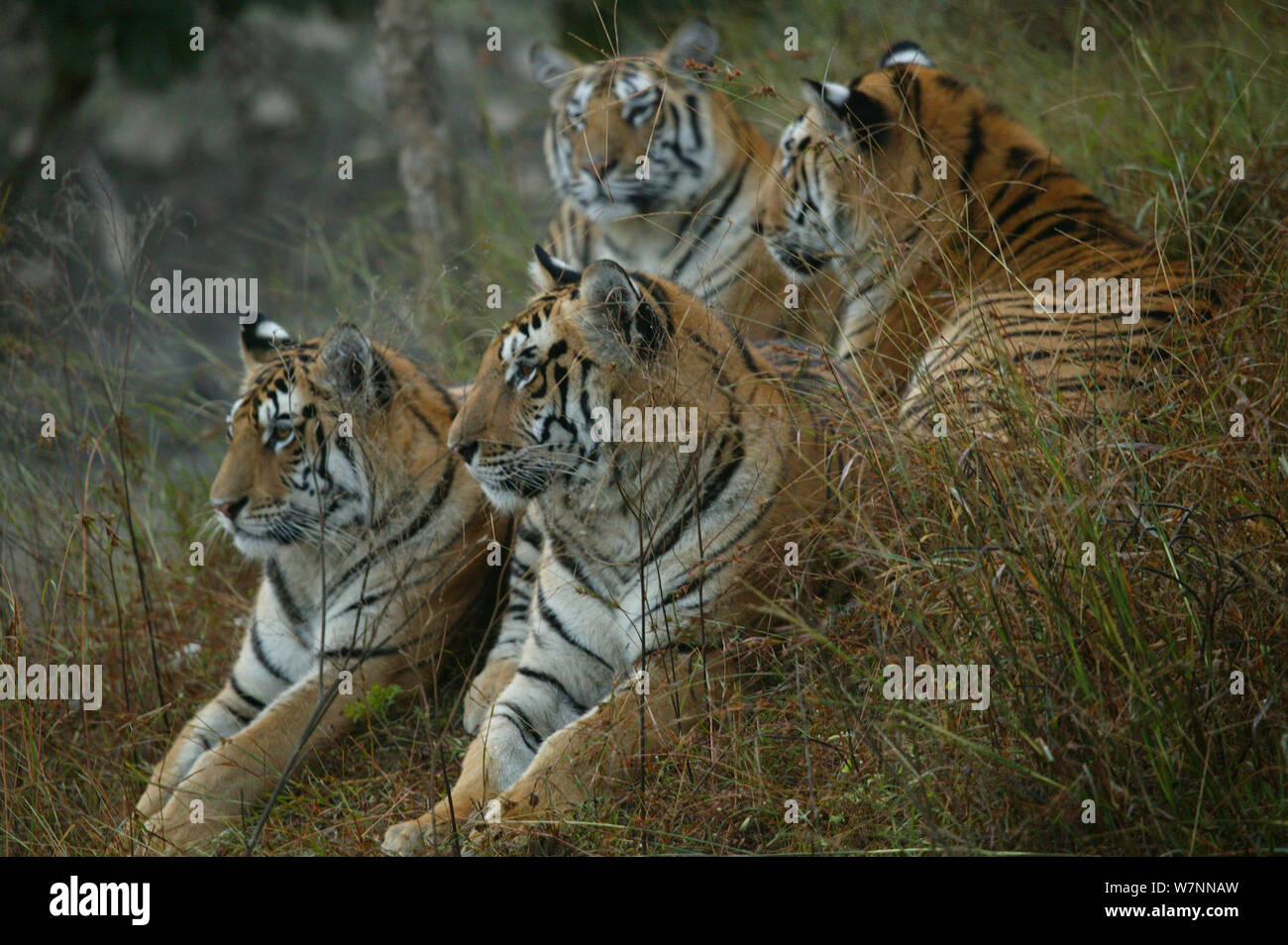 Bengal Tiger (Panthera tigris tigris) family, Pench National Park, Madhya Pradesh, India, taken ...