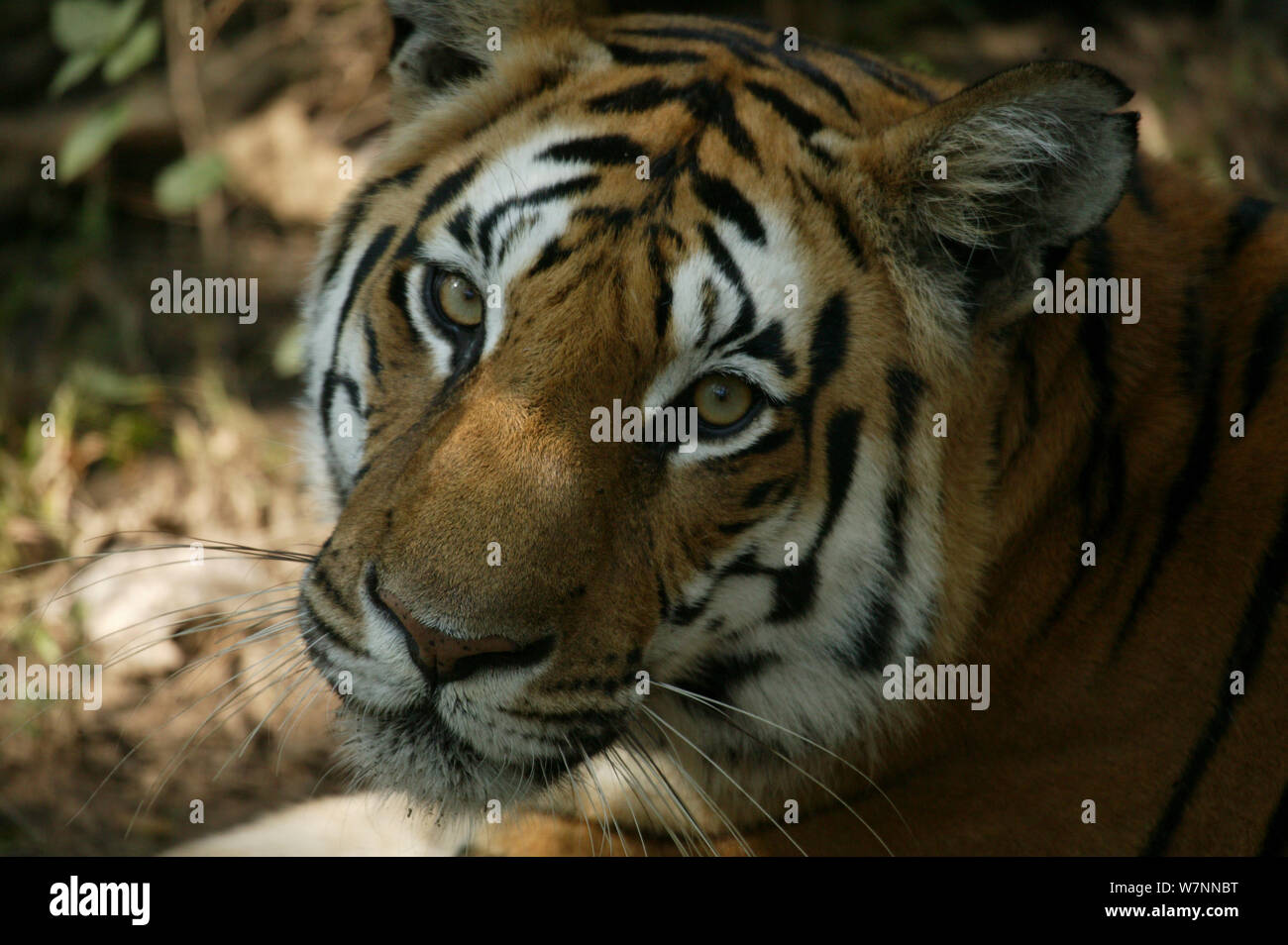 Bengal Tiger (Panthera tigris tigris) juvenile female cub, portrait, Pench National Park, Madhya ...