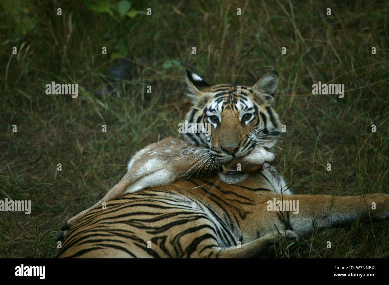 Bengal Tiger (Panthera tigris tigris) juvenile female, holding dead Chital (Axis axis) by the ...
