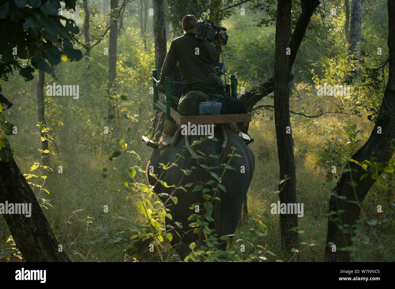 Wildlife cameraman riding on the back of Indian elephant (Elephas ...