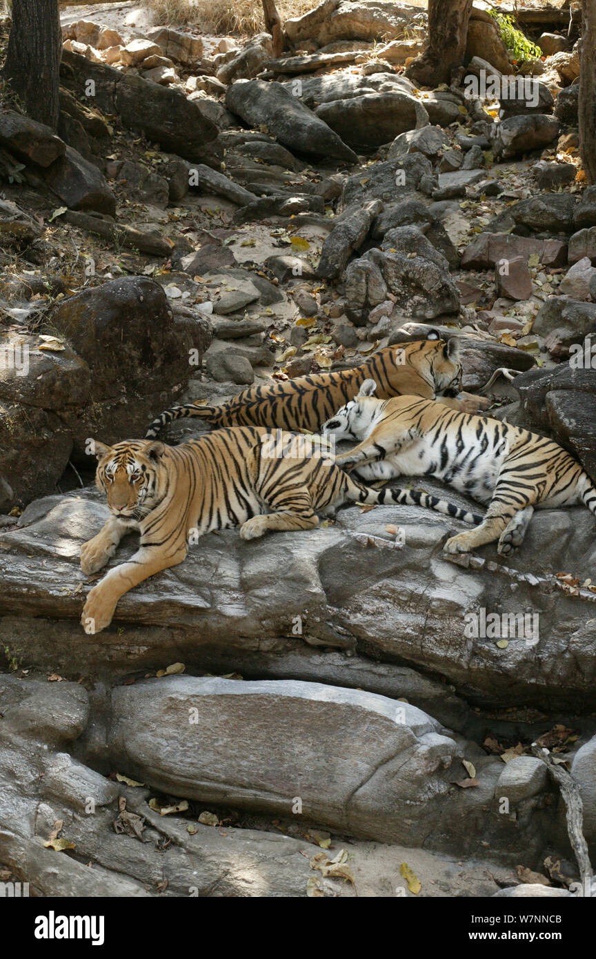 Bengal Tiger (Panthera tigris tigris) family resting on boulders, Pench National Park, Madhya ...