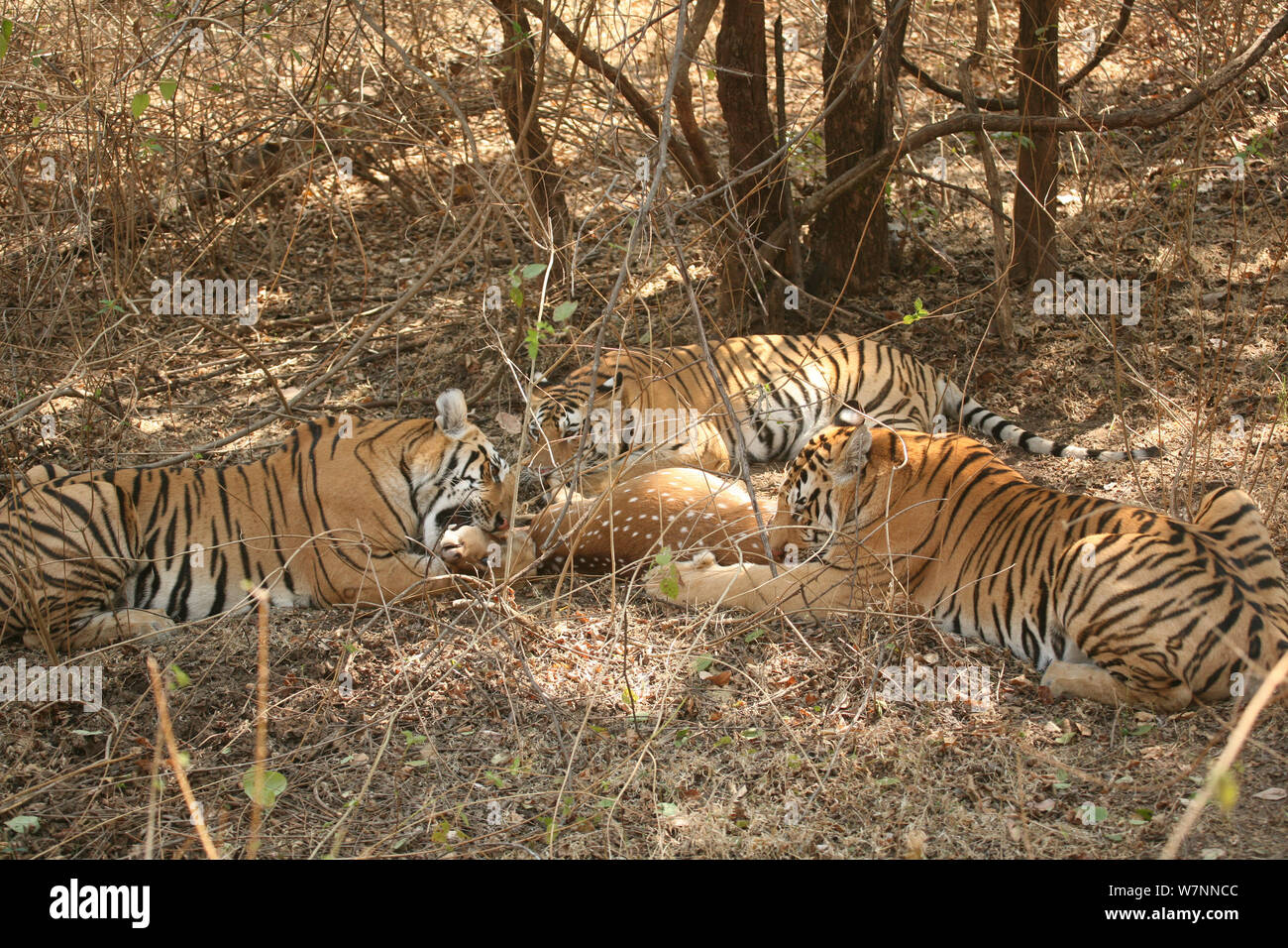 Bengal Tiger (Panthera tigris tigris) family feeding on Chital (Axis axis) Pench National Park ...