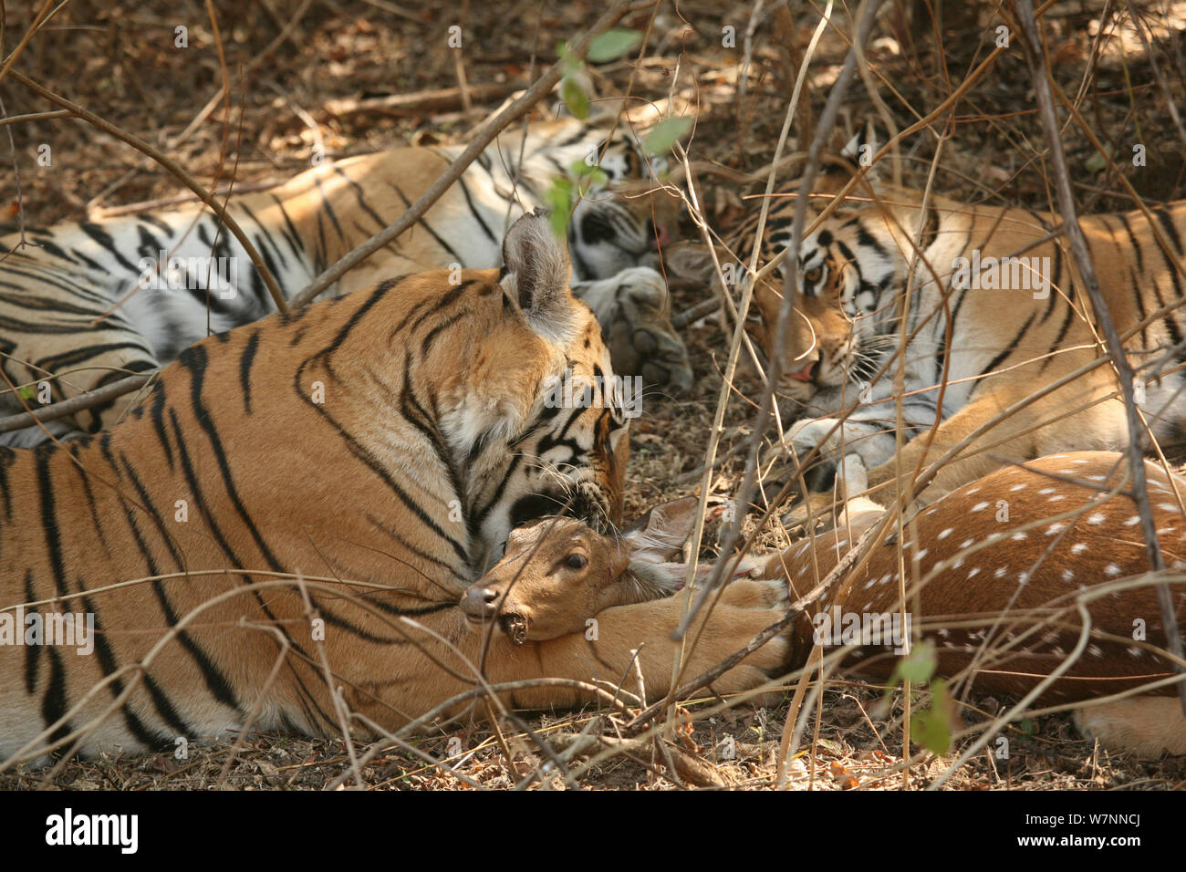 Bengal Tiger (Panthera tigris tigris) family feeding on Chital deer (Axis axis) Pench National ...