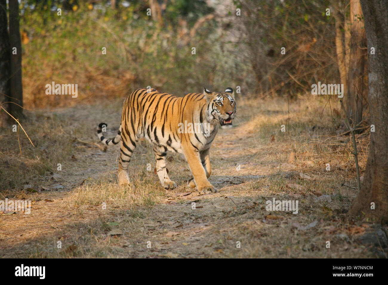 Bengal Tiger (Panthera tigris tigris) female, Pench National Park, Madhya Pradesh, India, taken ...