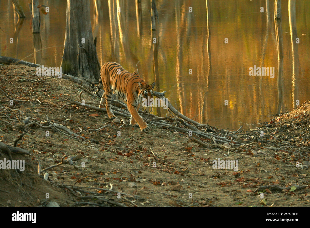 Bengal Tiger (Panthera tigris tigris) juvenile female, walking along by water, Pench National ...