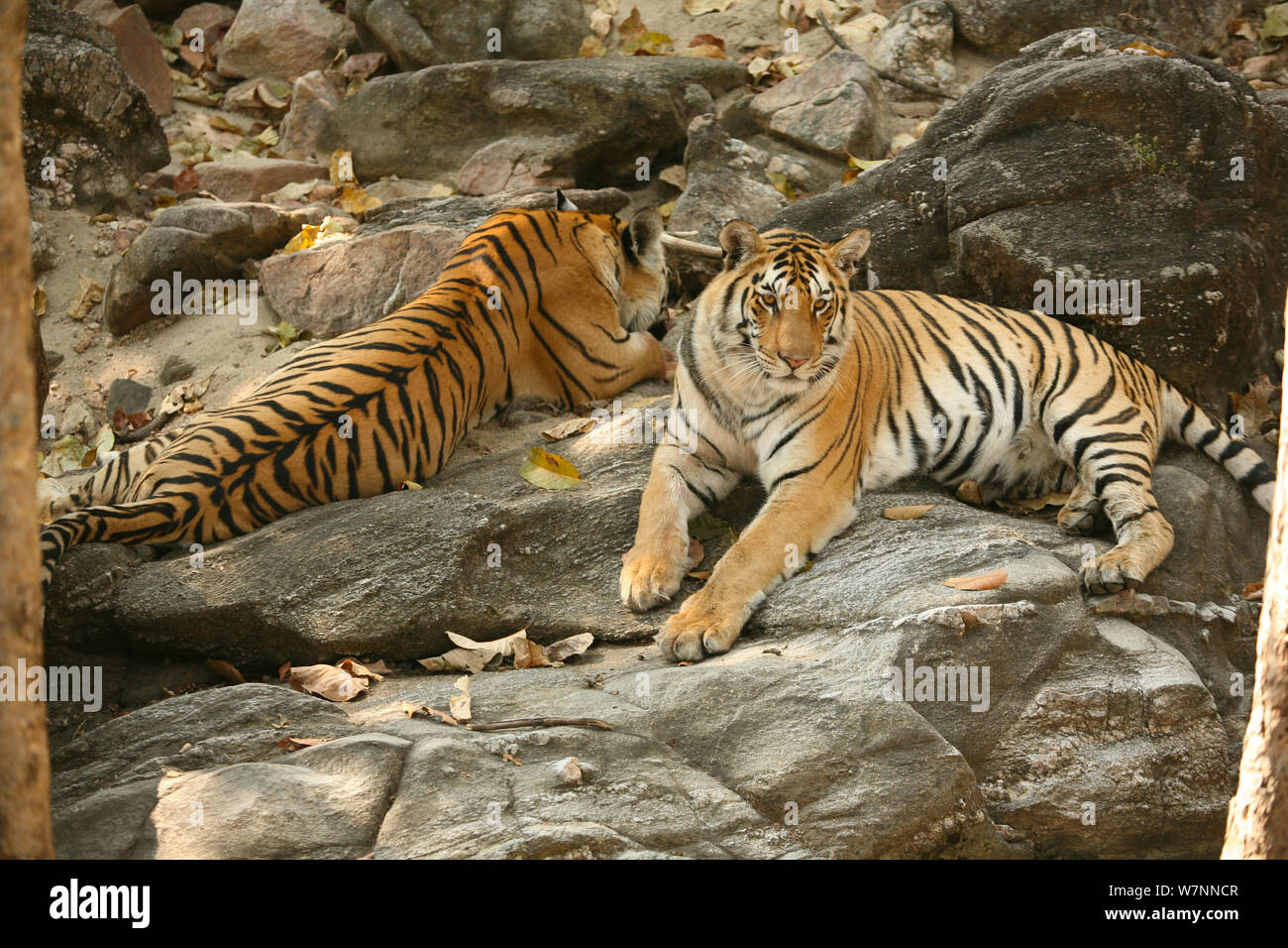 Bengal Tigers (Panthera tigris tigris) resting Pench National Park, Madhya Pradesh, India, taken ...