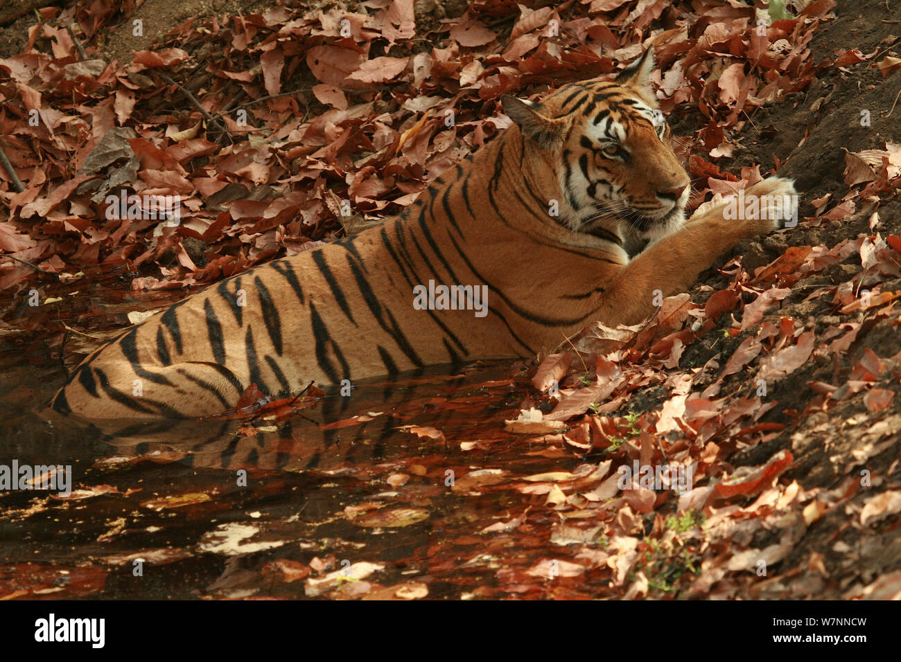 Bengal Tiger (Panthera tigris tigris) juvenile female, cooling off in water, Pench National Park ...